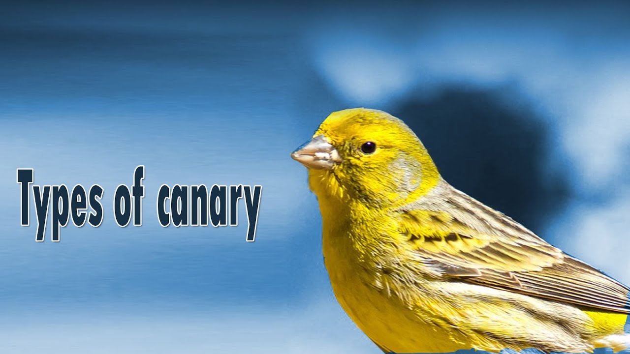 All my Canary breeding season 2020 part 1 - YouTube