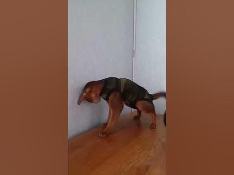 Кот в боди АНТИ-СЕКС - YouTube