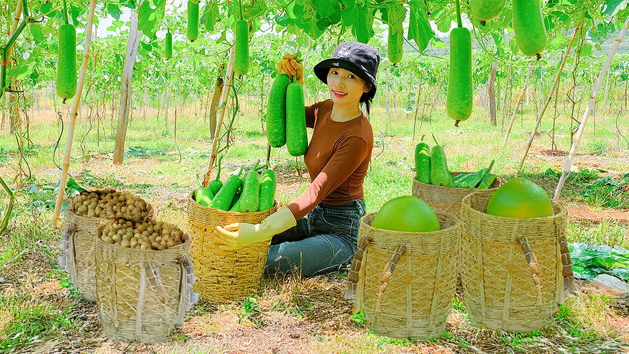 Harvest and cook from: grapefruit, macadamia, squash - YouTube