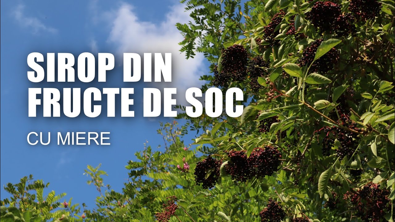 Sirop din fructe de soc cu miere - YouTube