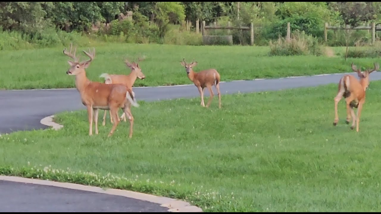 Five Bucks in the Yard?! Our Growing Bachelor Herd - YouTube