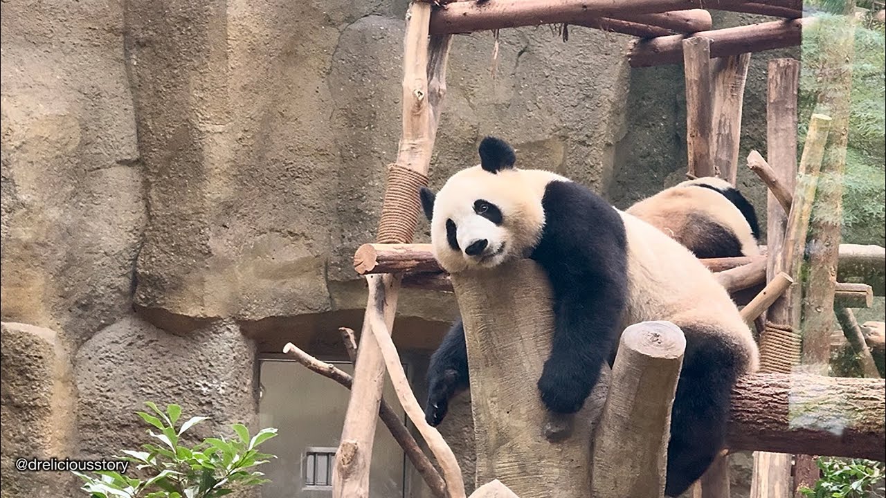 PANDA BASE CHENGDU TOUR Visit Review @ Chengdu Research Base of Giant ...