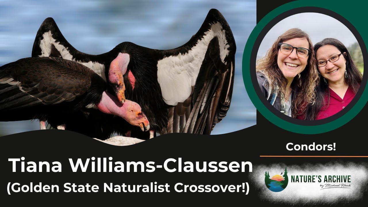 #87: California Condors with Tiana Williams-Claussen (Golden State ...