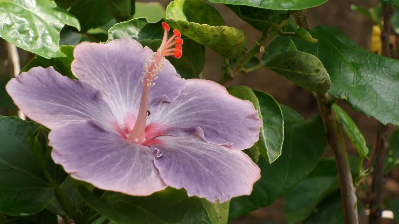 ชบาม่วง (Cha-baa Muang) - Purple Shoe flower 3 - YouTube