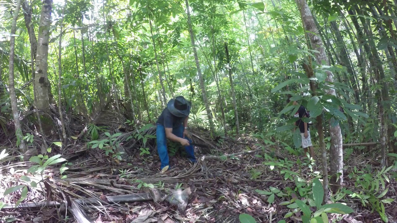 How to survive in the forest | Lost in the Forest Primitive Survival ...