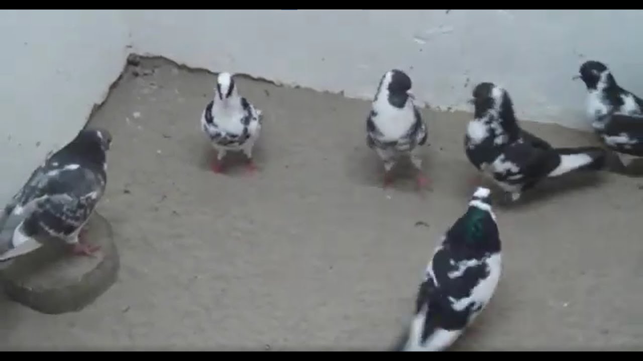 Die Zuchttauben der gescheckten Arabischen Trommeltauben bei Dieter ...