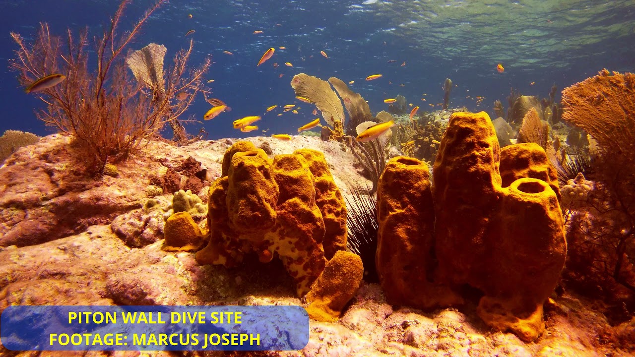 PITON WALL DIVE SITE, SAINT LUCIA 360 - YouTube