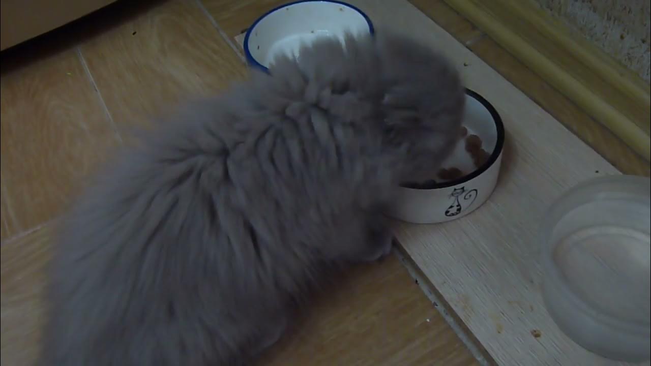 Котенок ест корм - YouTube