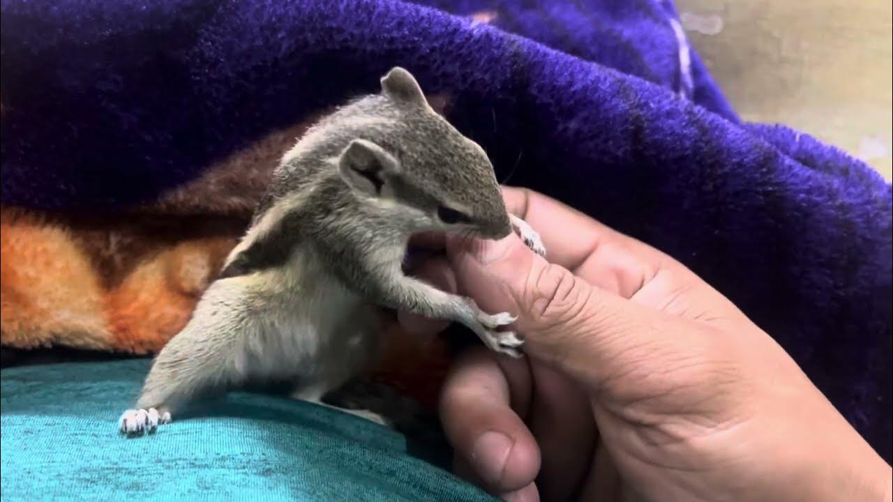 93वा दिन🐿️अपनी भाषा में कहती है की मेरे साथ खेलो और मेरी मालिश करोकितने प्यार से एक हाथ ऊपर