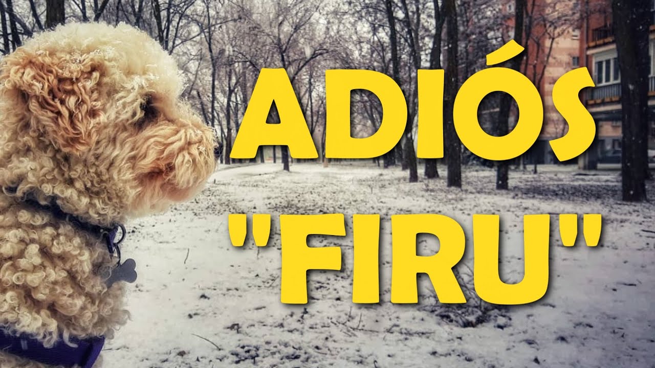 🐩😭💔Hasta siempre FIRU!! ️ ️ ️ - YouTube