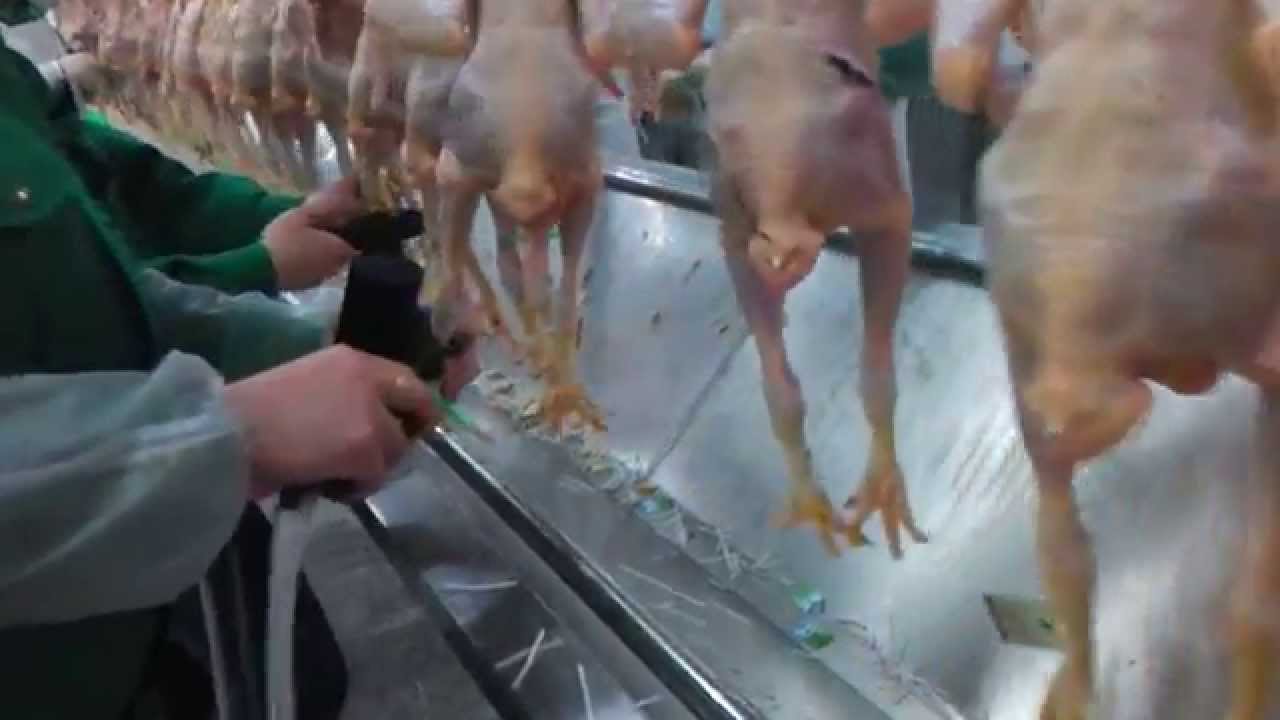 Our hand-held nylon cable tie machine in slaughter-house - YouTube