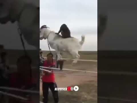 Maymun ve keçi ne kadar güzel .....