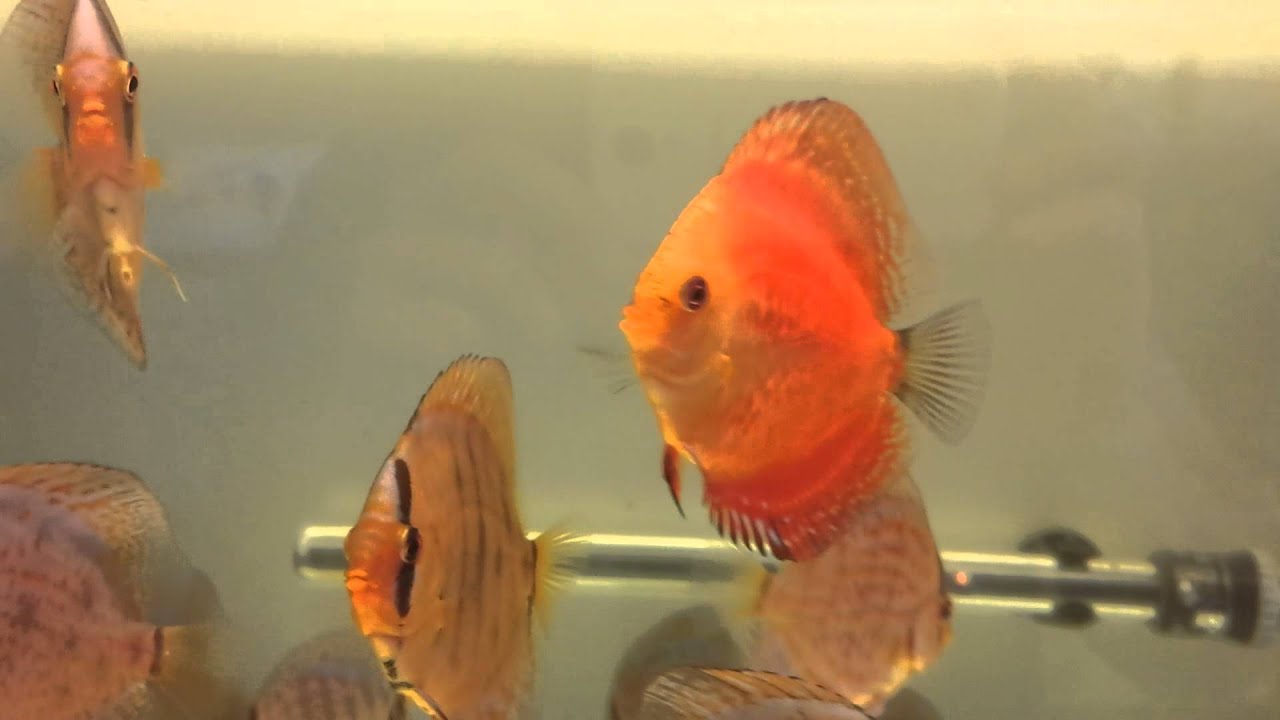 My young discus - YouTube