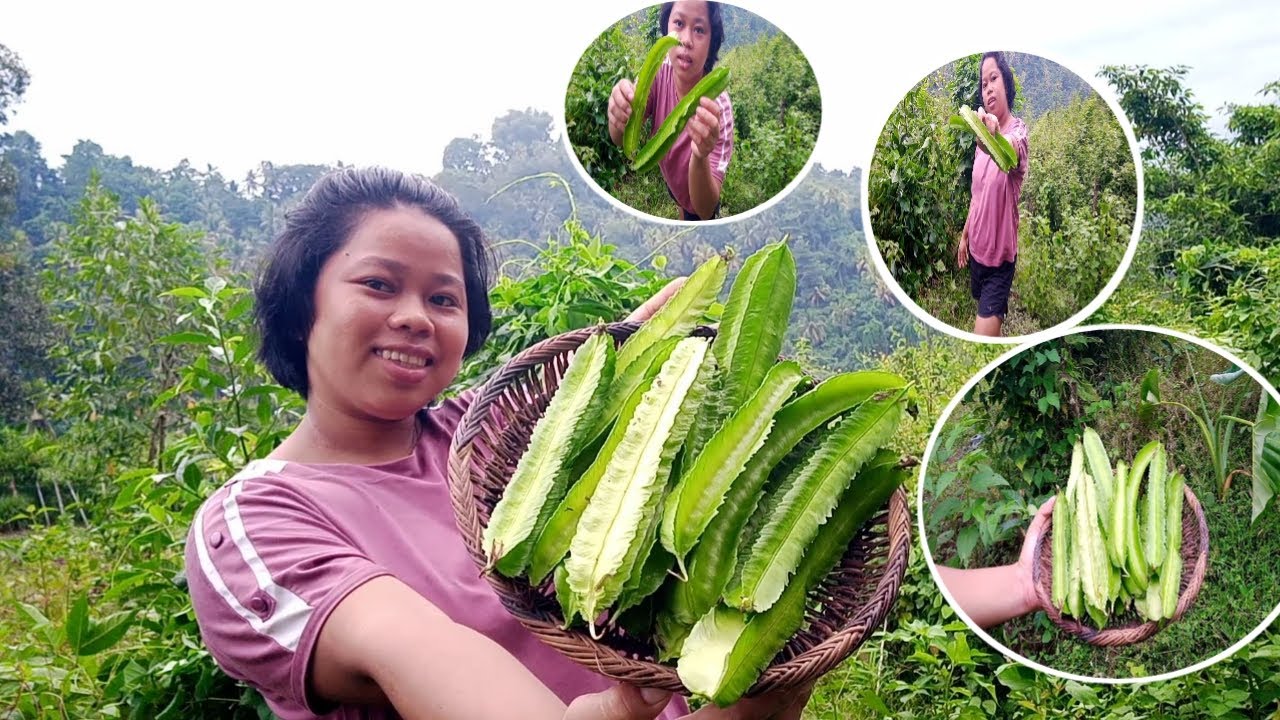 Winged beans/ Sigarilyas Harvest | first harvest | Fresh harvest from ...