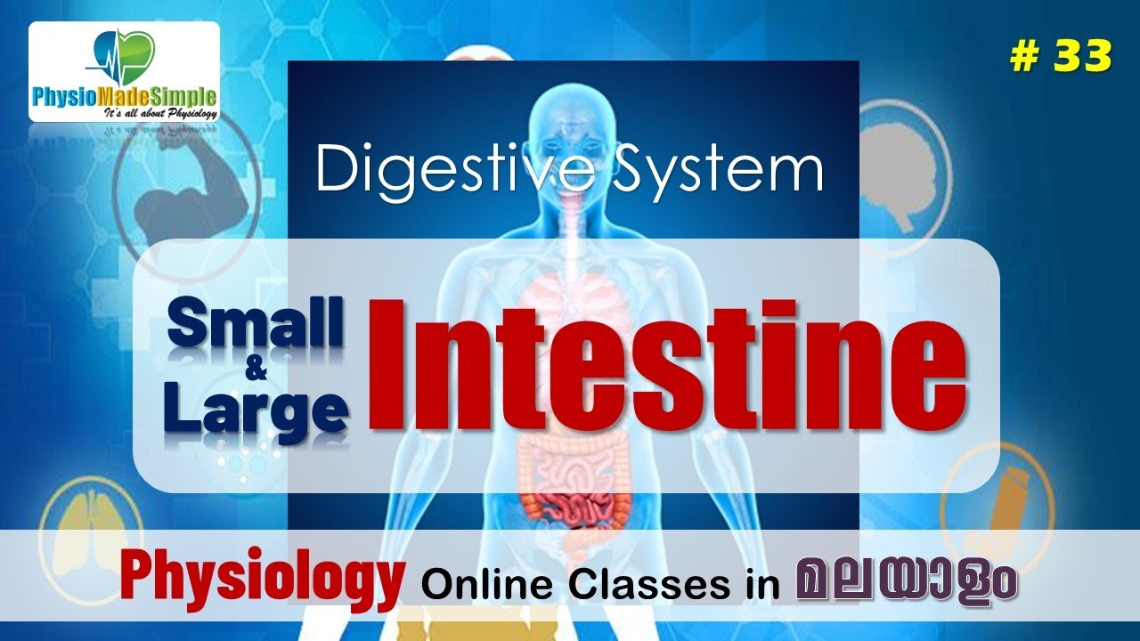 Ep 33 Small Large Intestine humanphysiology malayalam ep-33-small-large-intestine-humanphysiology-malayalam