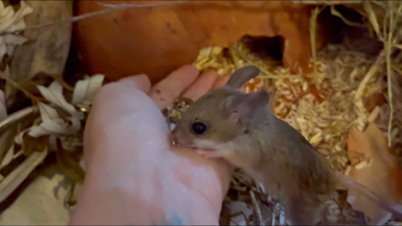 I made my mice a woodland enclosure - YouTube