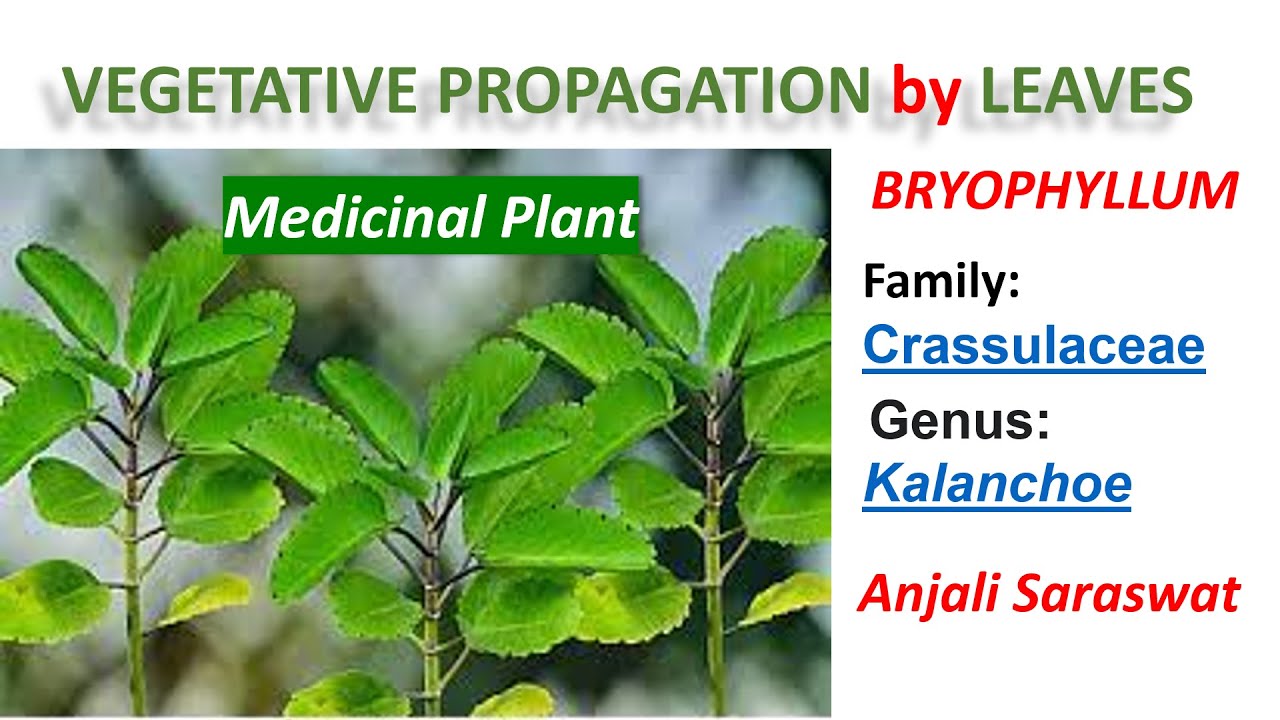 Vegetative Propagation Bryophyllum