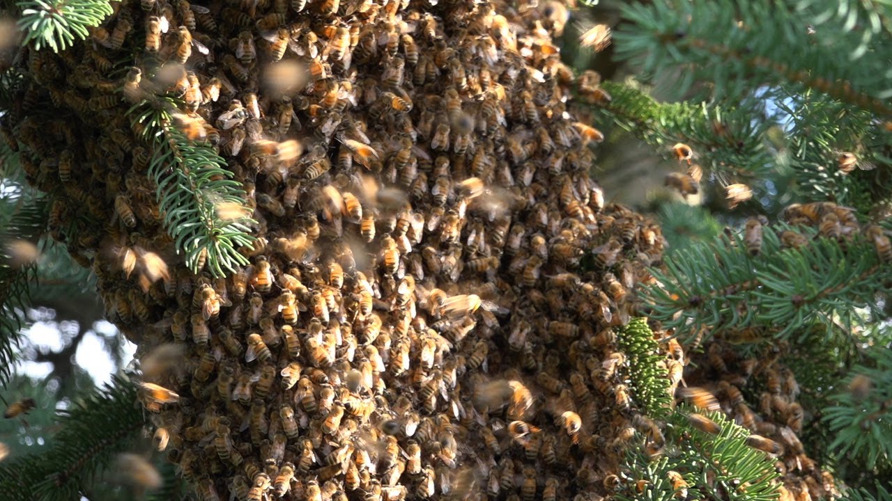 September Swarm, Oh Well Honey Bees do what they want to apparently ...