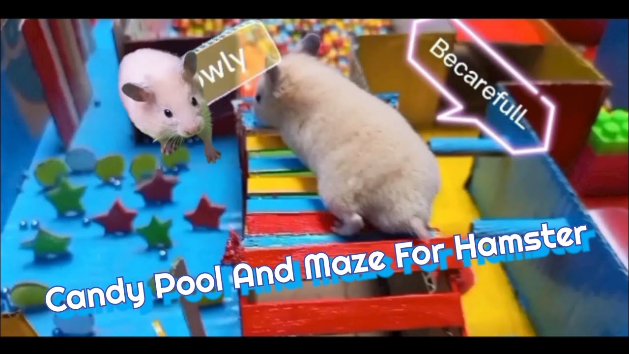Hamster | Smart Hamster | Candy Pool And Maze For Hamster - YouTube