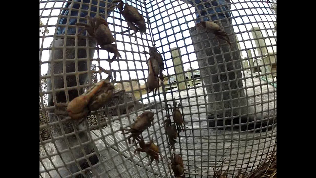 Fiddler Crabs! - YouTube