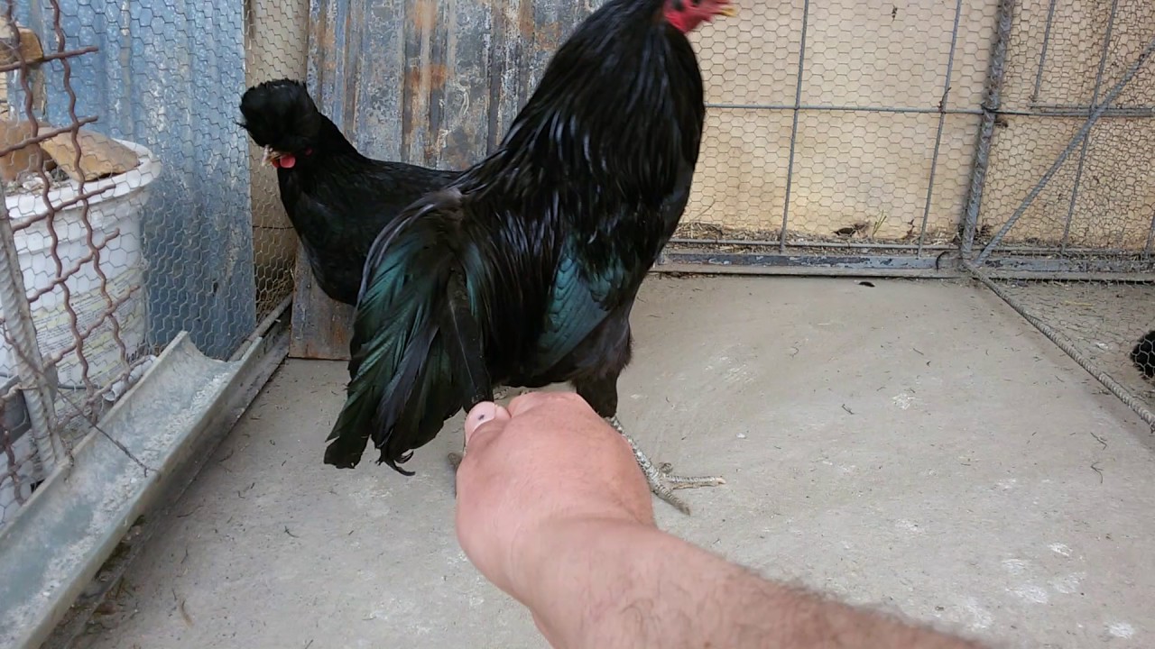 Gjeli 👍👍 - YouTube