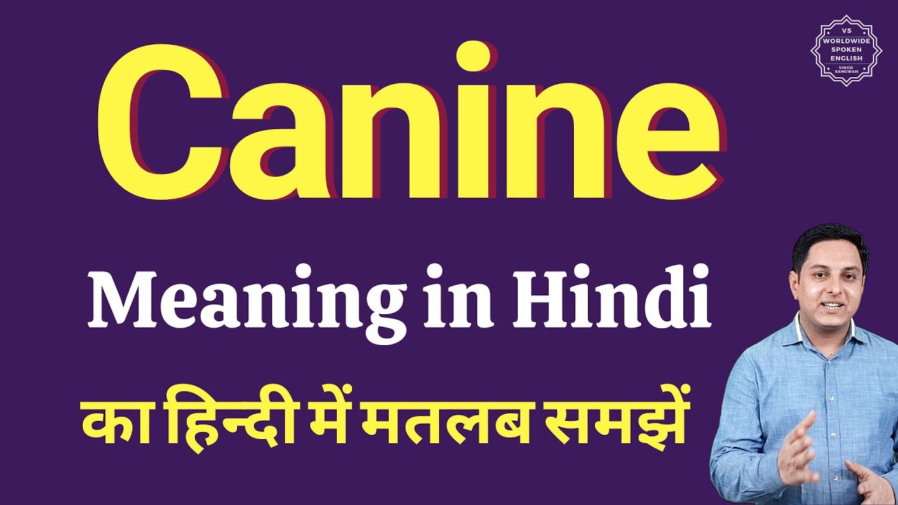 Canine Meaning In Hindi Canine Ka Kya Matlab Hota Hai Online
