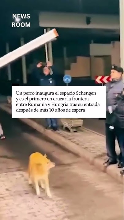 Rumania y Hungría ya son Schengen; un perro lo inauguró 🤭 #newsroom # ... Rumania y Hungría ya son Schengen; un perro lo inauguró 🤭 #newsroom # ...