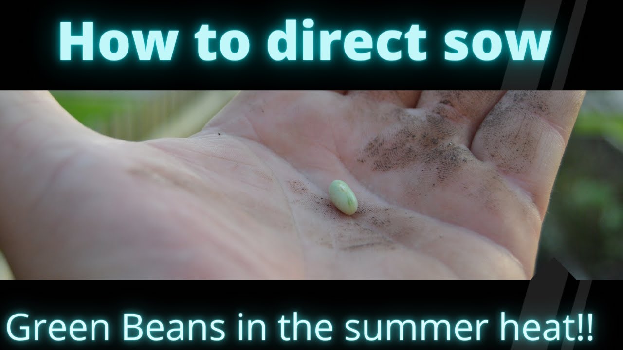 How to direct sow green beans in the summer heat!! - YouTube