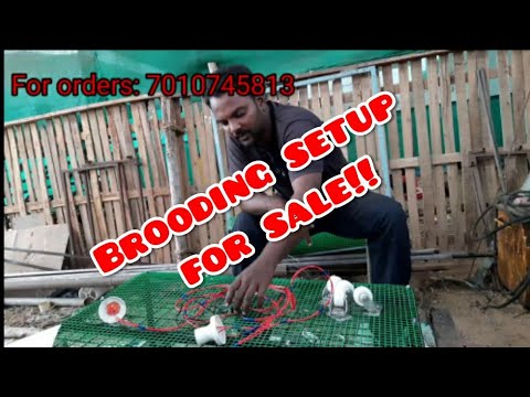 Brooding setup for sale!! | TFO Farm channel - YouTube