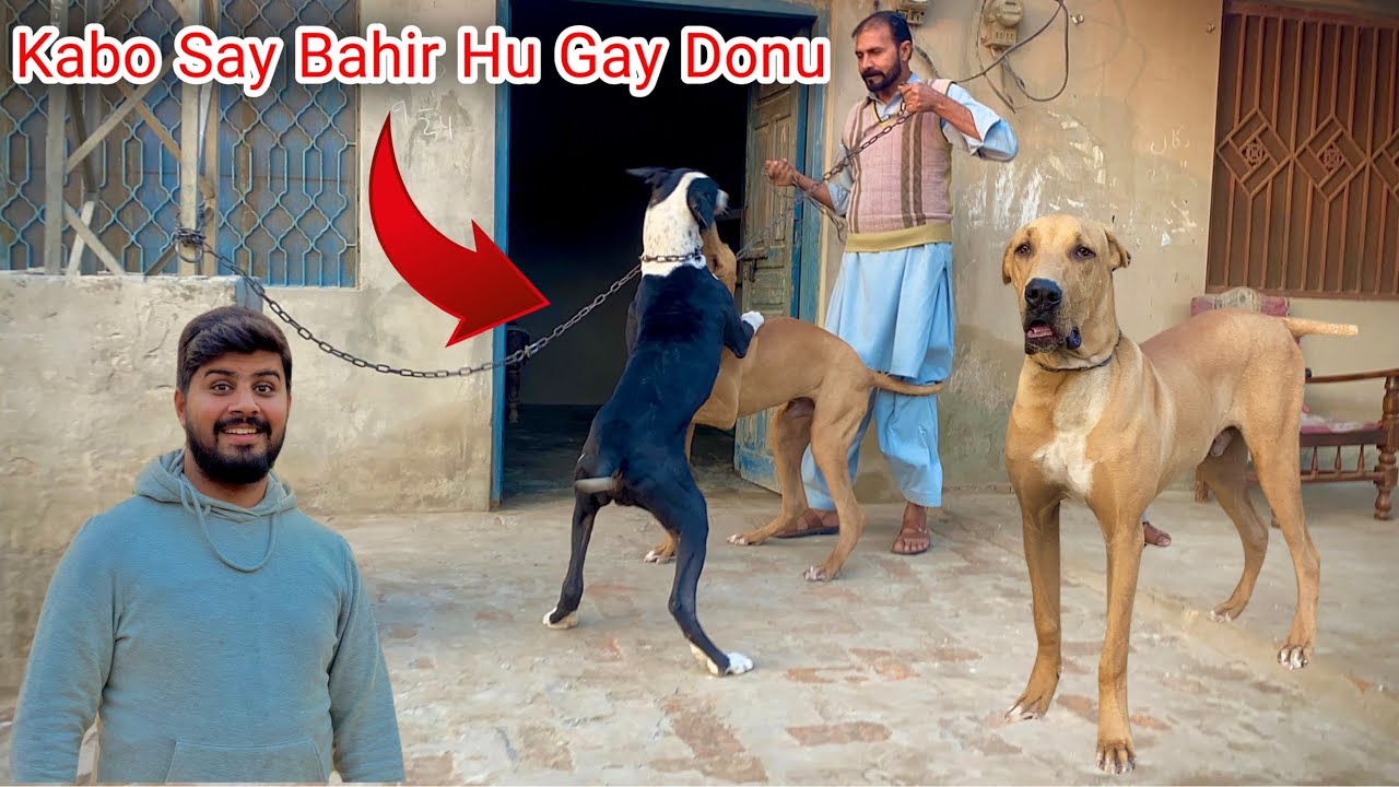 Bully Dogs Kaboo Say Bahir Hu Gay | Pakistani Bully Kutta | Punjabi ...
