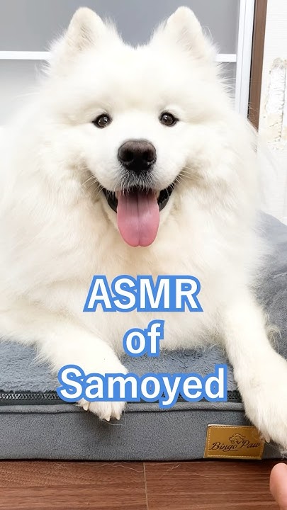 ASMR of Samoyed #dog #asmr #samoyed - YouTube