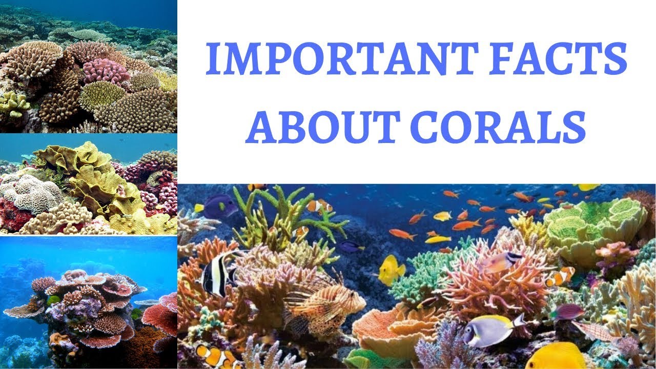 What are CORALS ? Polyps & Zooxanthellae - Formation, Significance ...