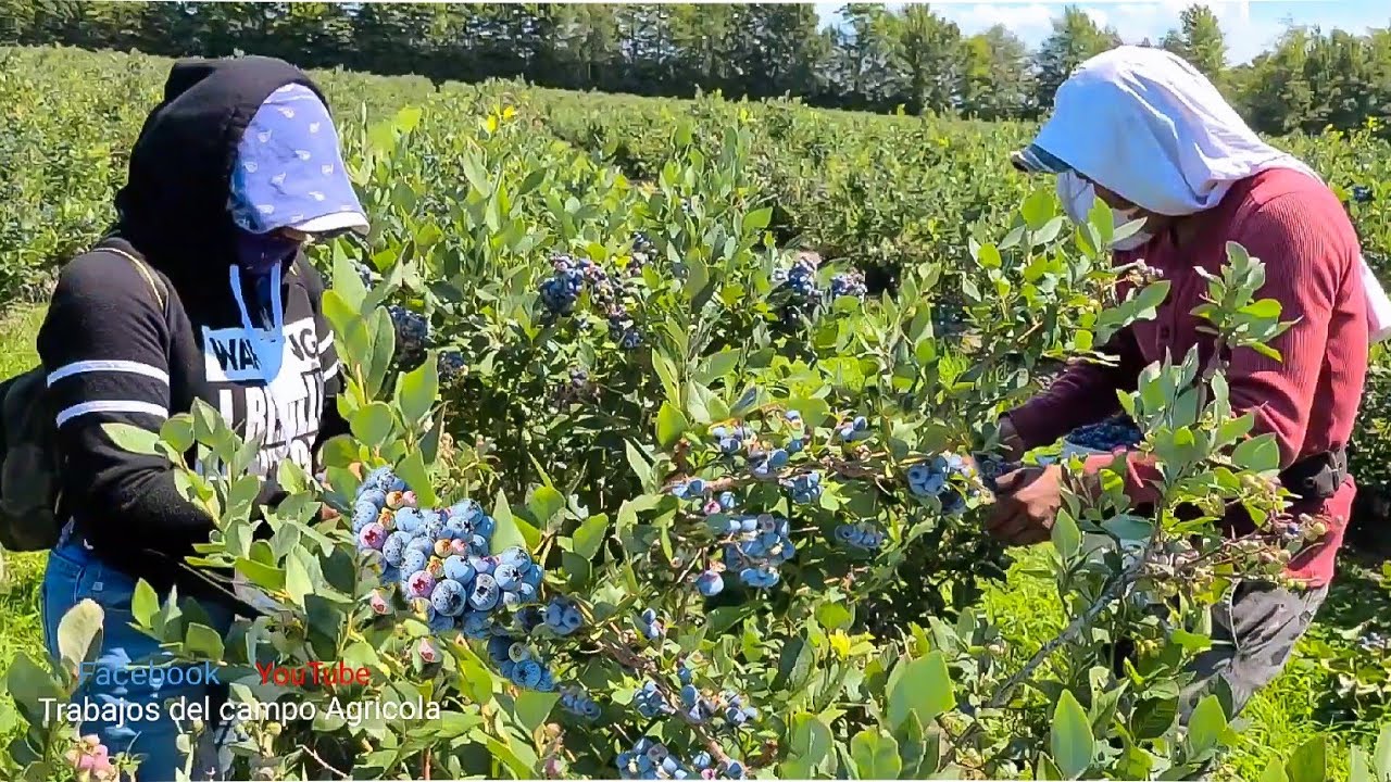 Estos paisanos se la rifan en la cosecha de Arandanos #BLUEBERRY - YouTube