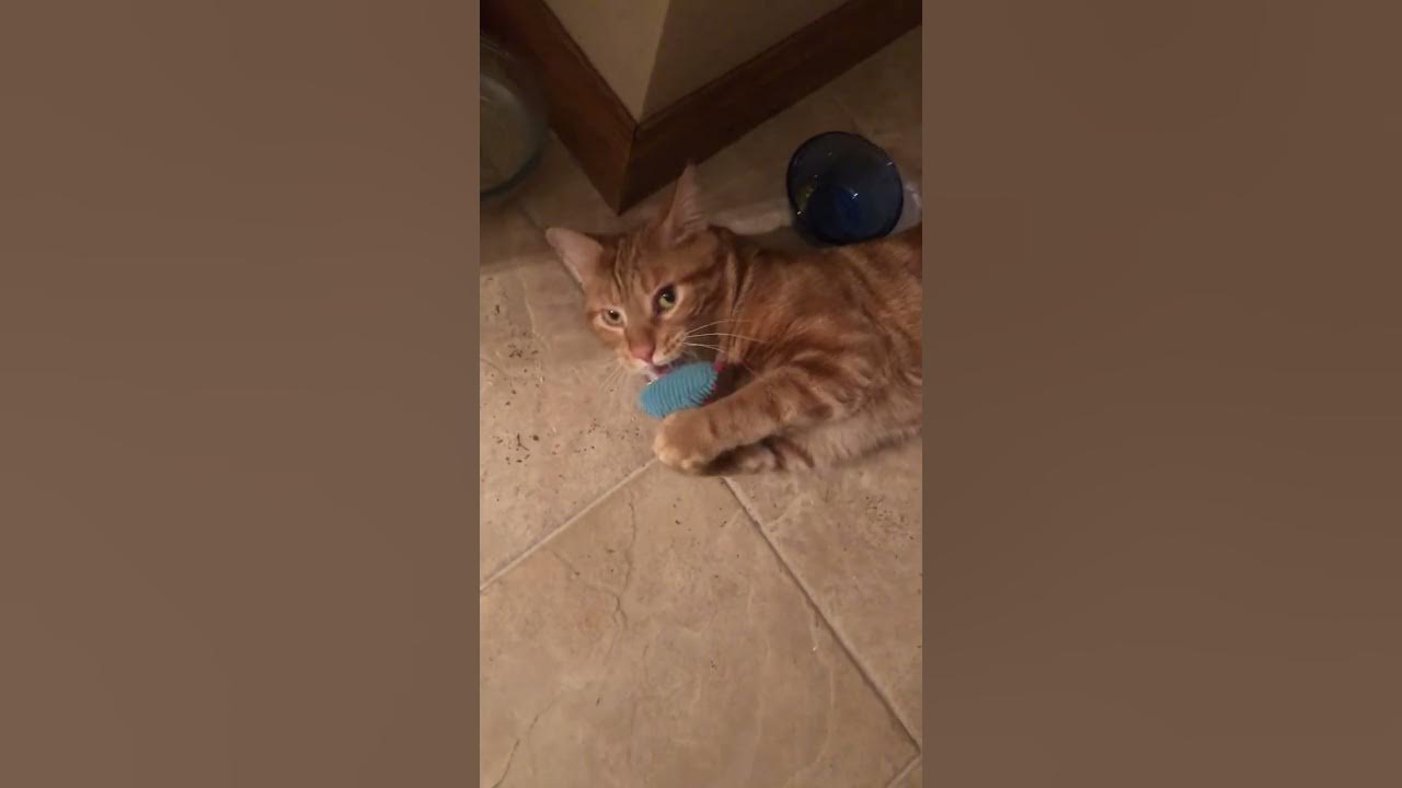 Cat enjoys some catnip - YouTube