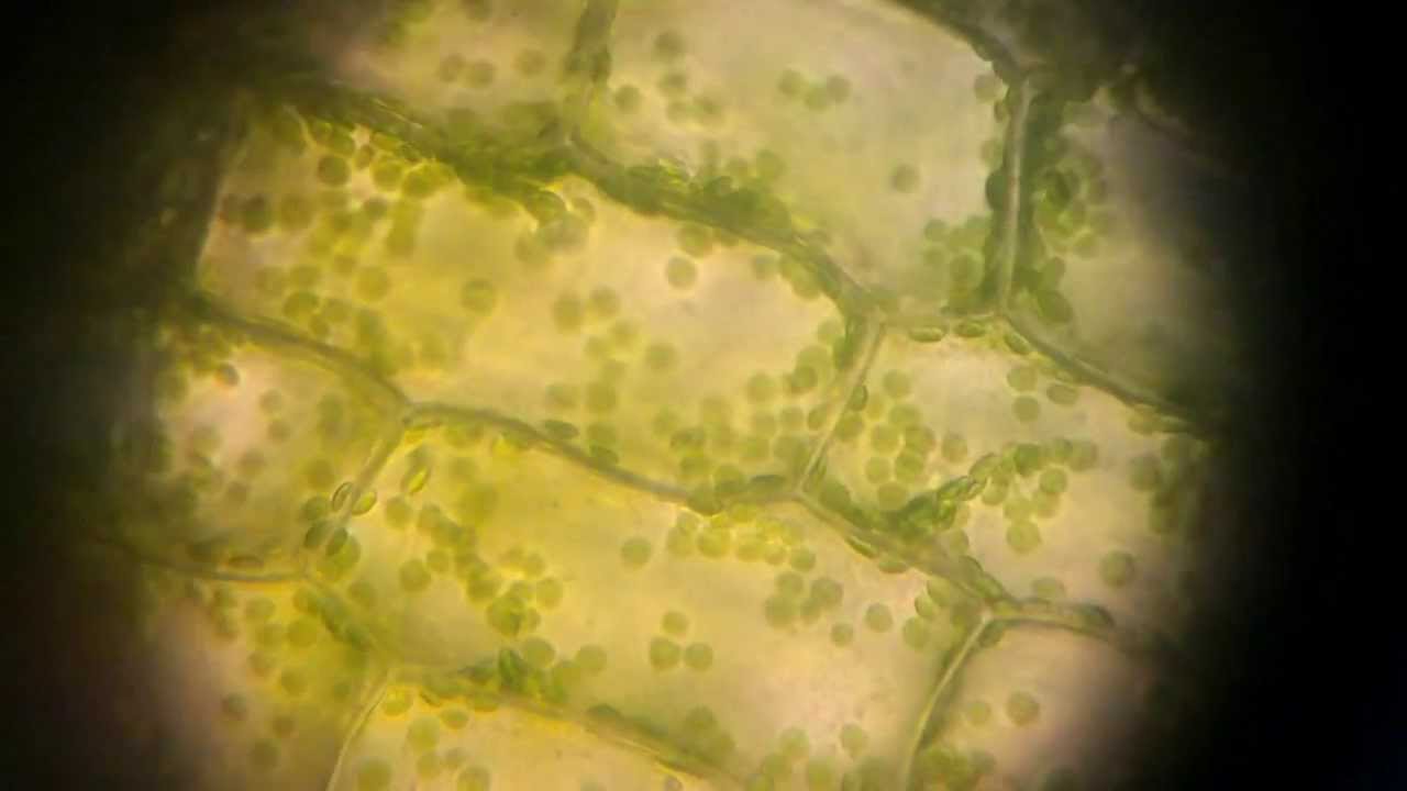 video da ciclose dos plastos na célula da Elódea( Anachiris sp.) - YouTube