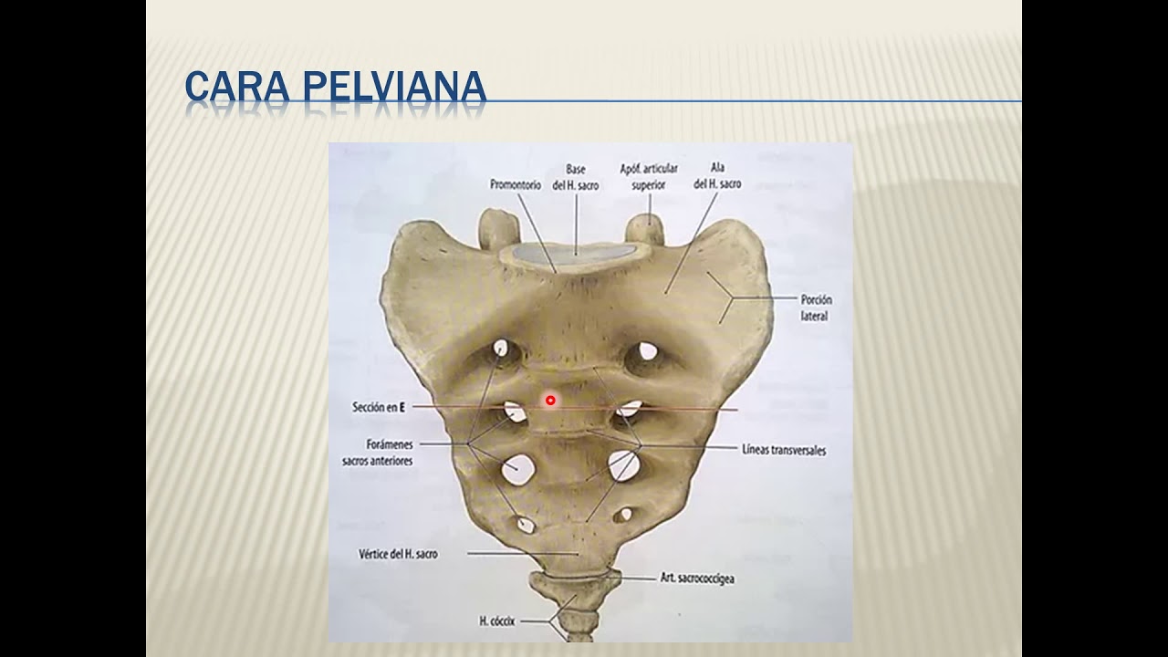 HUESO SACRO - YouTube