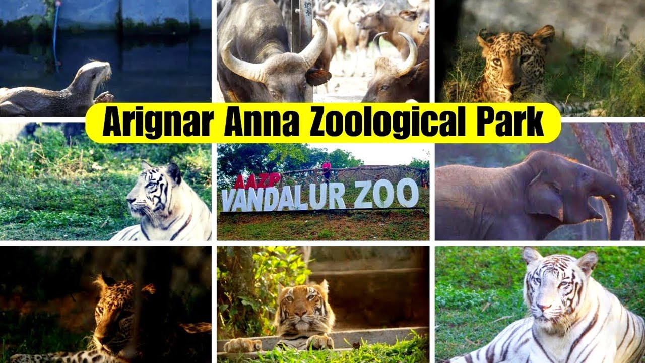 VANDALUR ZOO 2024 | Arignar Anna Zoological Park, Vandalur, Chennai ...