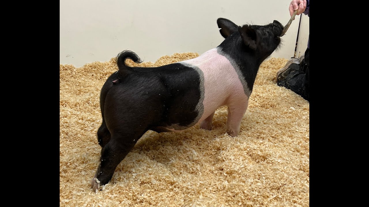 64-3 Cross Gilt - YouTube