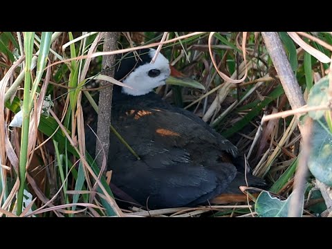 Beautiful Bird, Gentle Bird - YouTube
