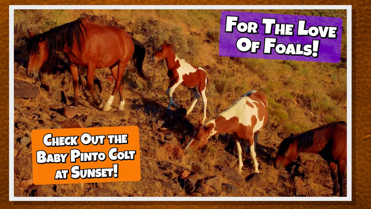 FOR THE LOVE OF FOALS - Check Out the Baby Pinto Colt at Sunset! #foal ...