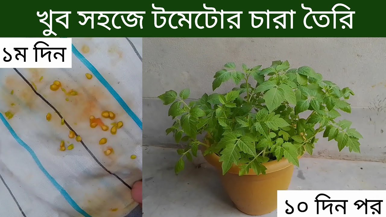 খুব সহজে বীজ থেকে টমেটোর চারা তৈরি | টমেটো চাষ পদ্ধতি | How to Grow ...