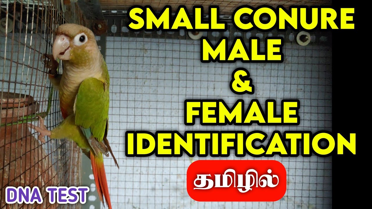 My Cinnamon Conure Male & Female Gender Identification | தமிழில் ...