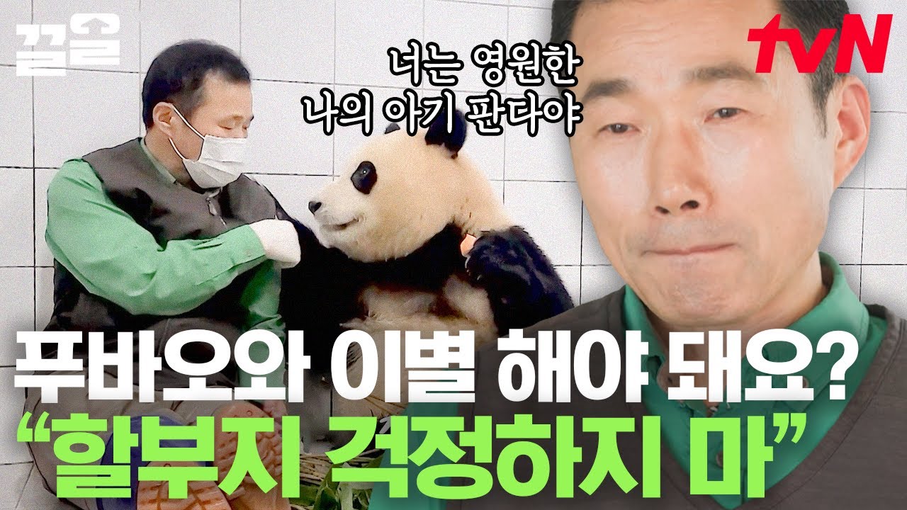 이별의 순간이 찾아온다면 푸바오 생각에 눈물을 글썽이는 푸바오의 할부지 강철원 사육사🌻 넌 나의 영원한 아기 판다야🐼💗 유퀴즈온더블럭 Youtube