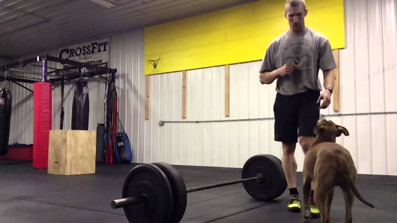 Dog Burpees, take 1-5 4/8/2015 - YouTube
