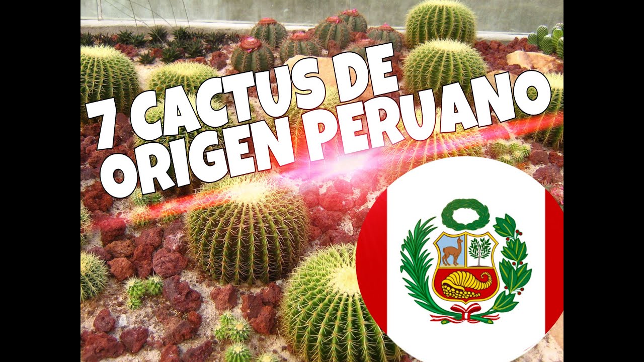 7 Cactus De Origen Peruano - YouTube