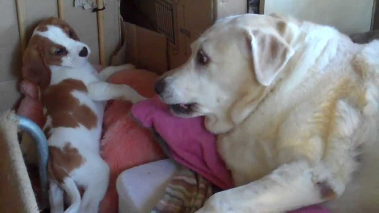 Puppy Love - YouTube