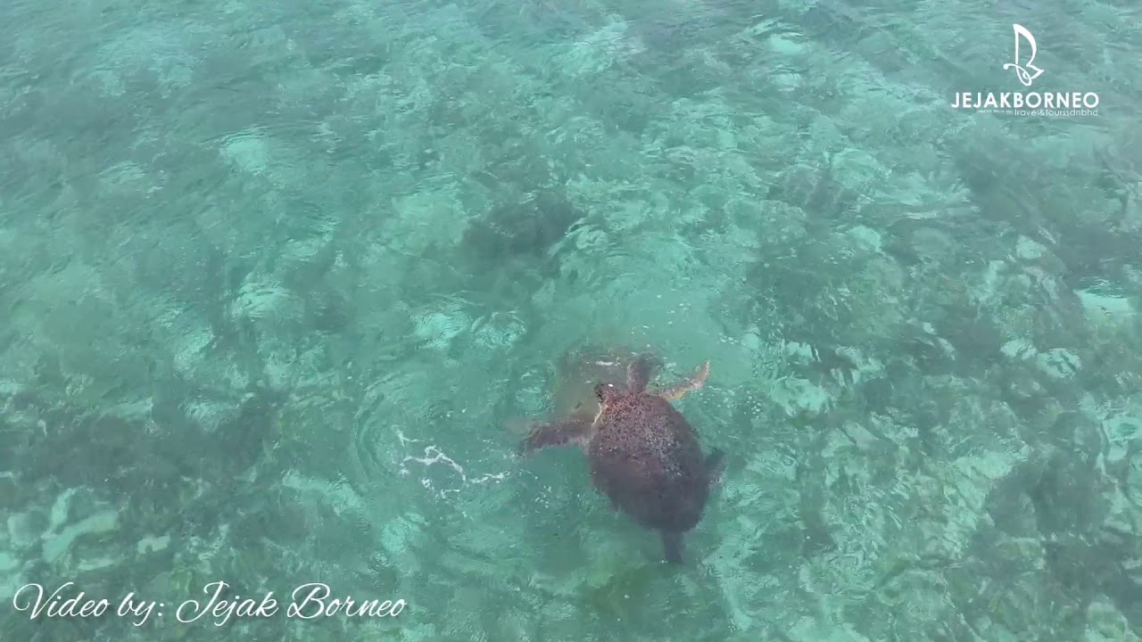 AMAZING SEA TURTLE MATING DANCE FOOTAGE - YouTube