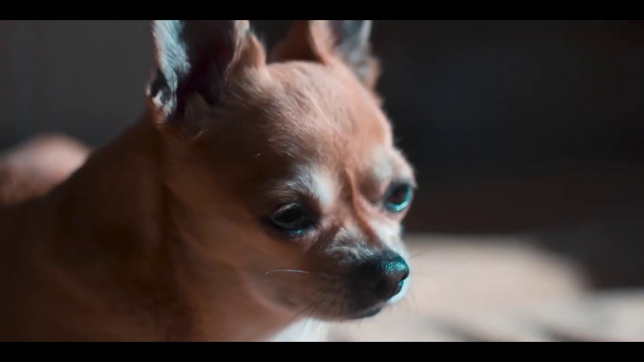 Full HD Cute Dog, Video No Copyright, Copyright Free Videos, Video ...