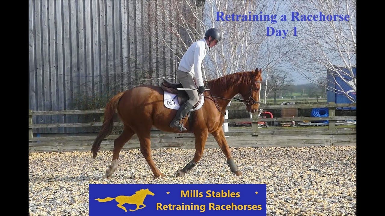 Danecase - Retraining a Racehorse - First day of Retraining - YouTube