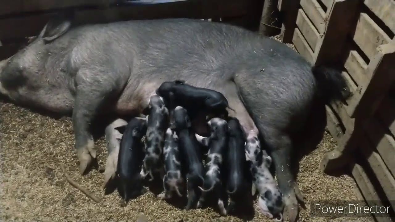 Raça de Porco Piau nacional : leitões novos no plantel , SURPRESA do ...